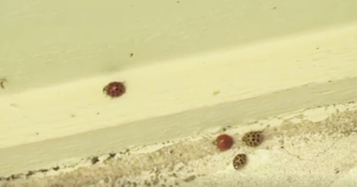 Invasive Asian Lady Beetles Archives - Rare