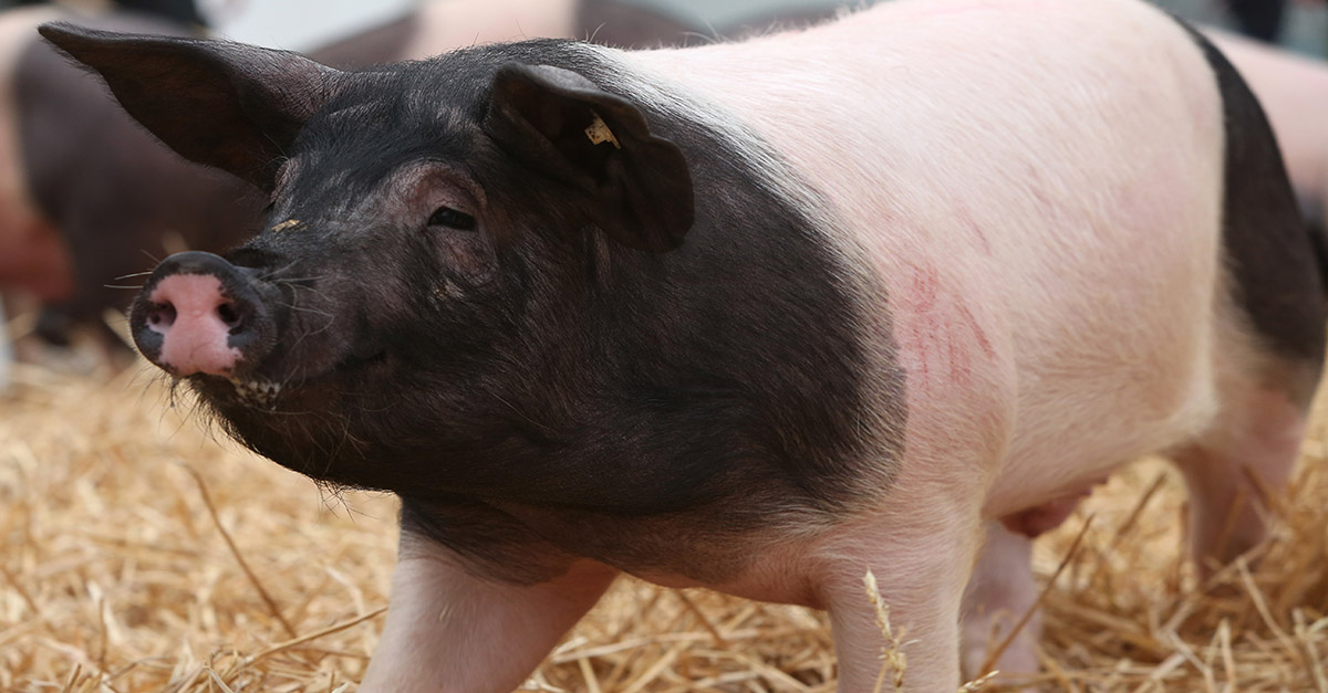 giant hog Archives - Rare