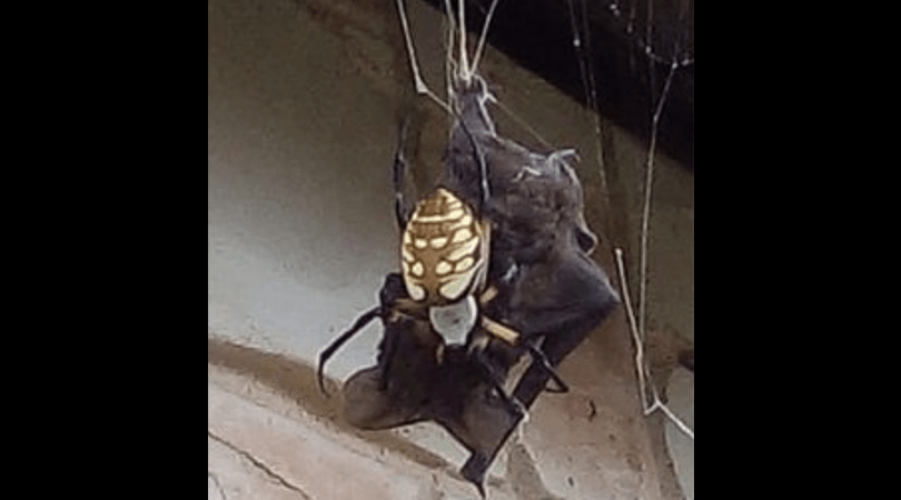 spider eating bat Archives - Rare