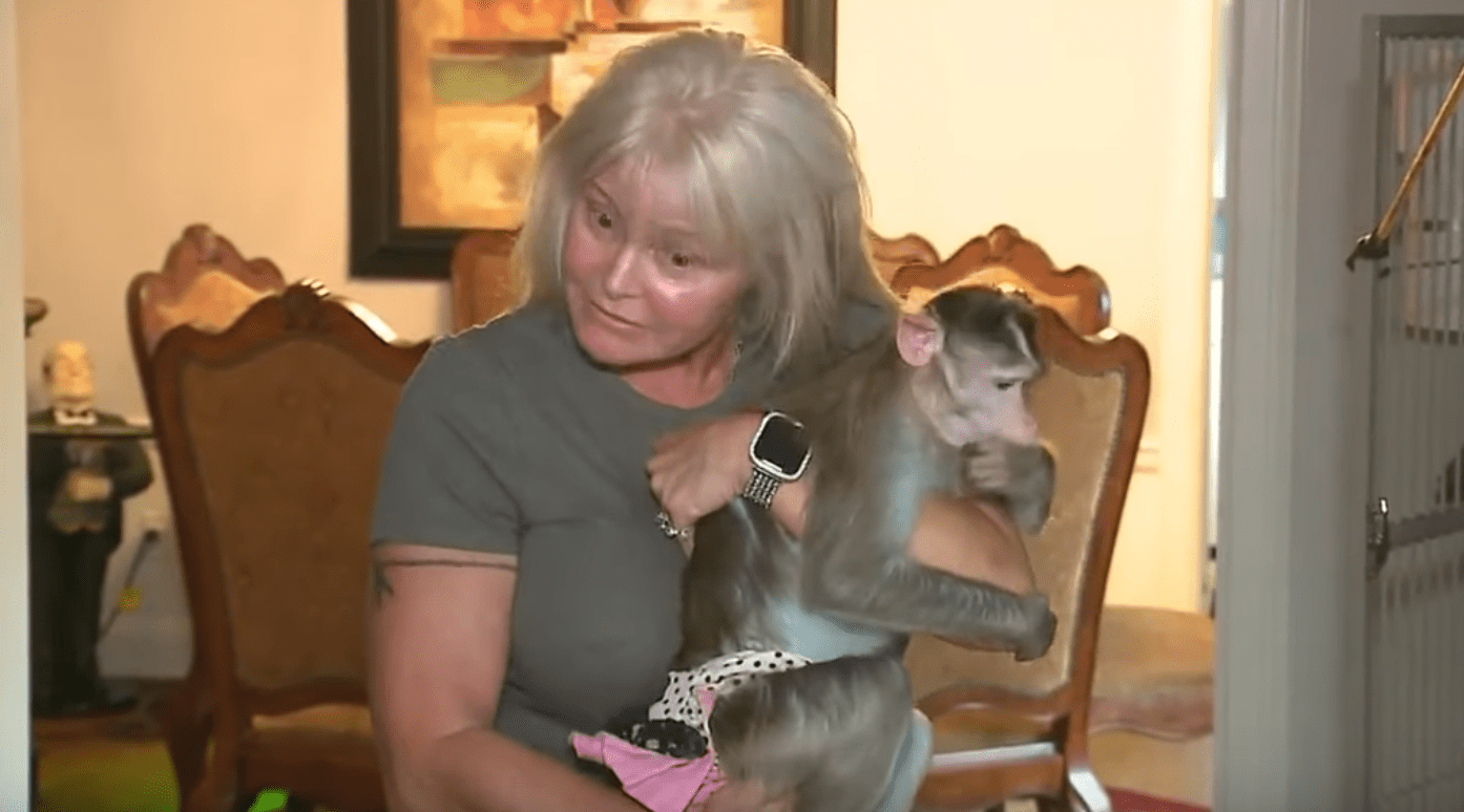 Emotional Support Monkeys Archives - Rare