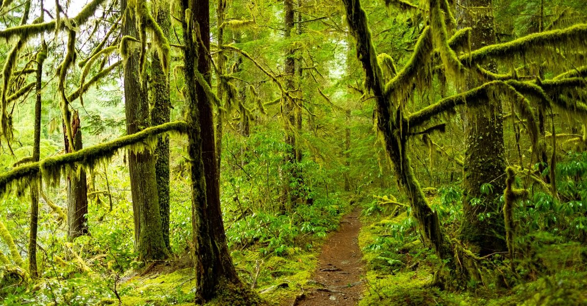 fossil soils Archives - Rare