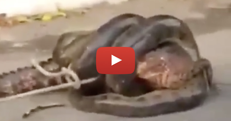 Anaconda Eating Alligator Archives - Rare