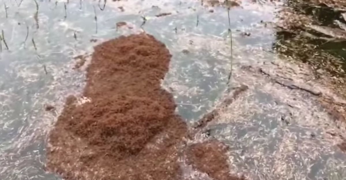 floating ant piles Archives - Rare