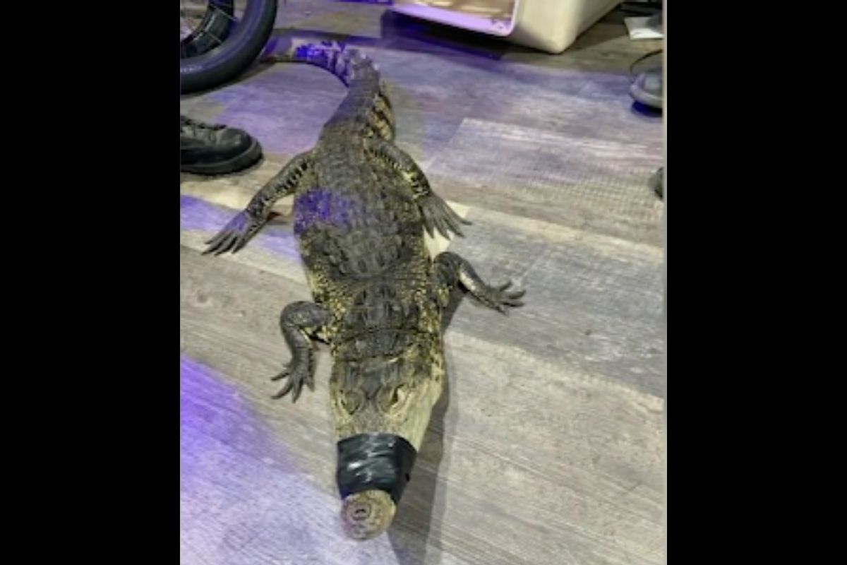 crocodile during drug bust Archives - Rare