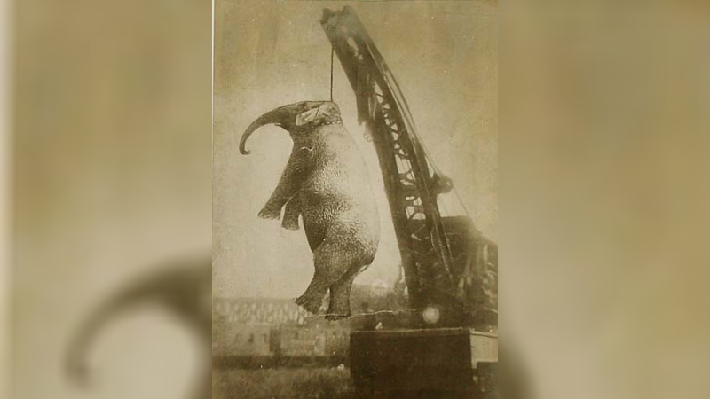 Mary the Elephant Archives - Rare