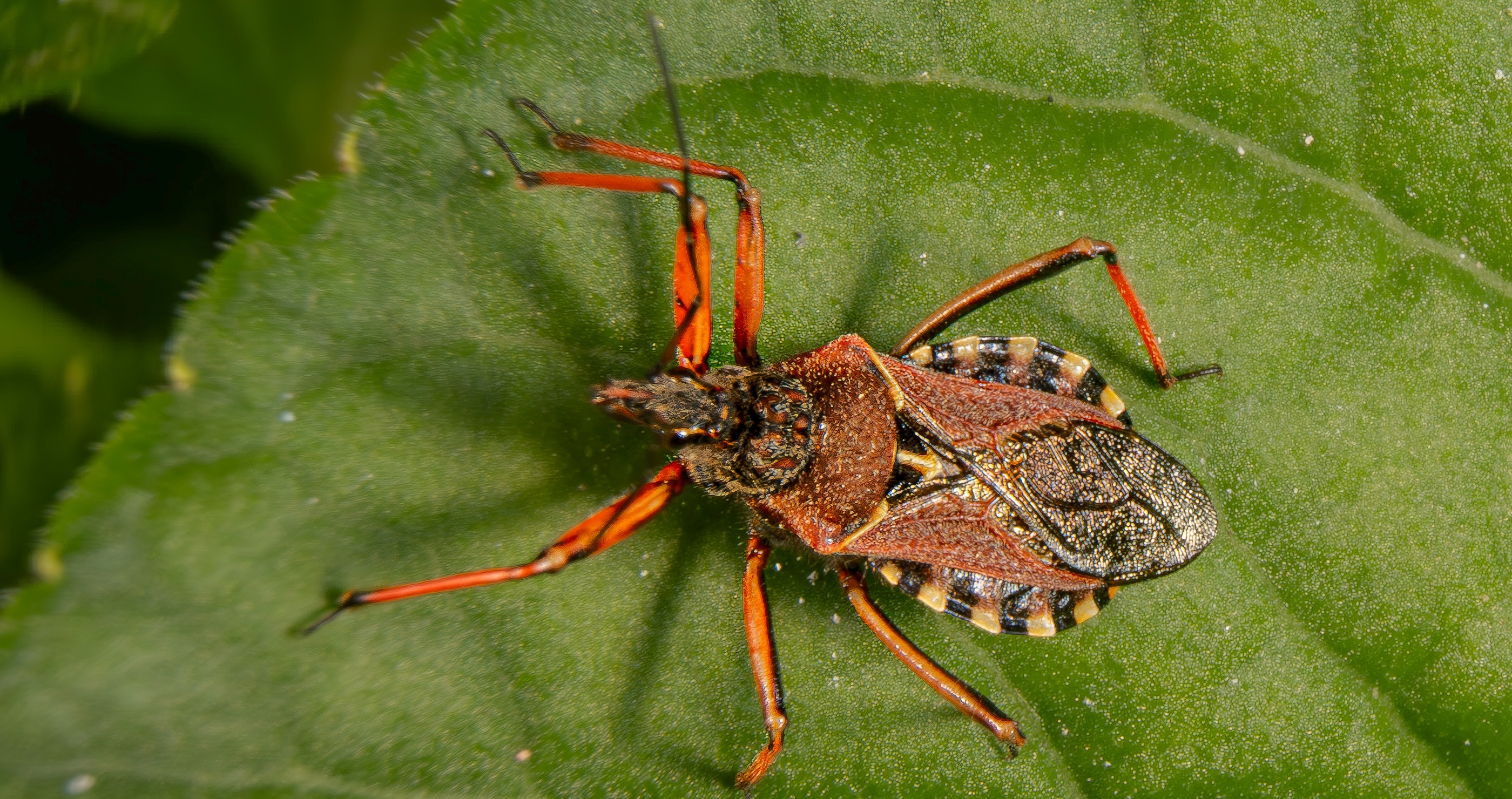 Deadly Kissing Bug Found In Wheatland, Raising Concerns Over Chagas ...