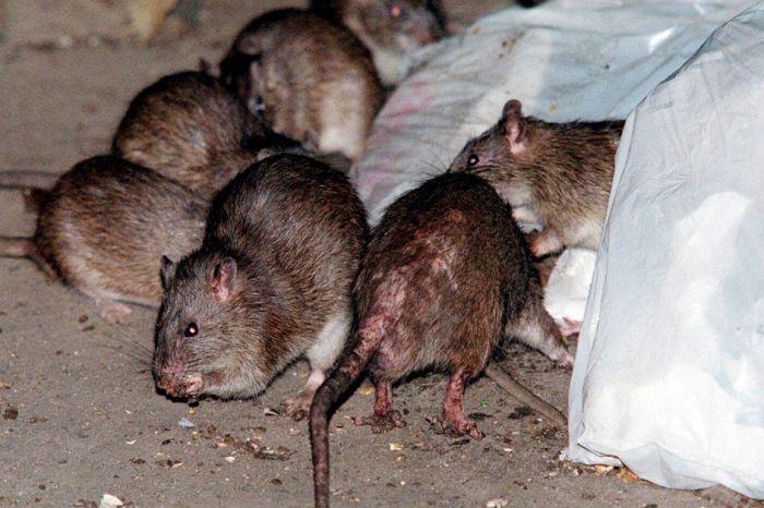 rats | Rare