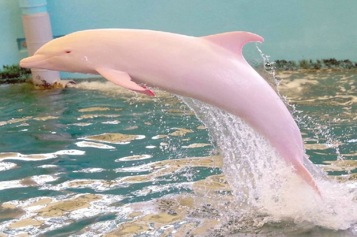 Dolphins | Rare