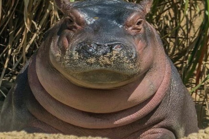 hippopotamus | Rare