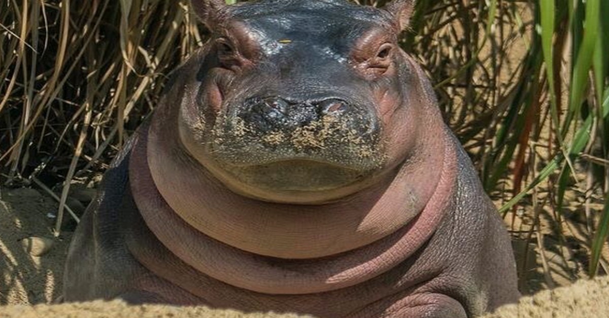 Fiona the hippo passing gas underwater is something fans of the ...