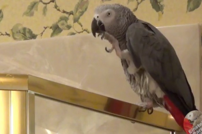 parrot | Rare