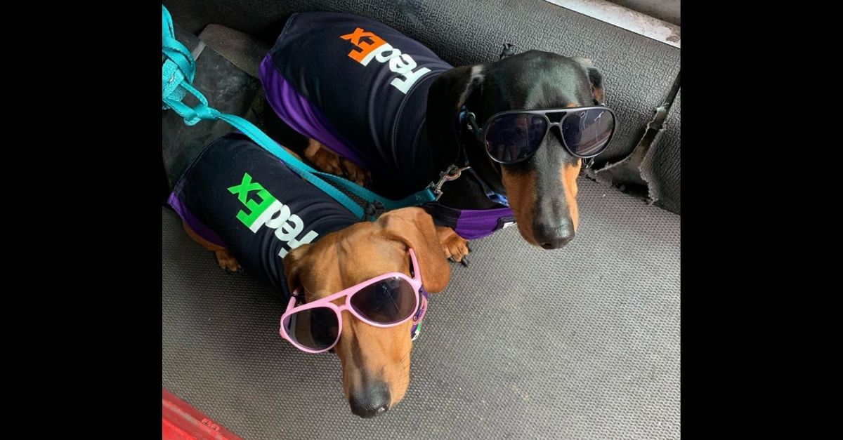 Fedex Driver Takes Adorable Dressed-Up Pups with Him on His Delivery ...