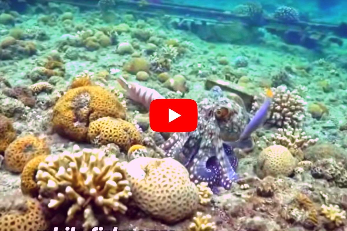 Octopuses Apparently Punch Fish When They are Annoyed | Rare